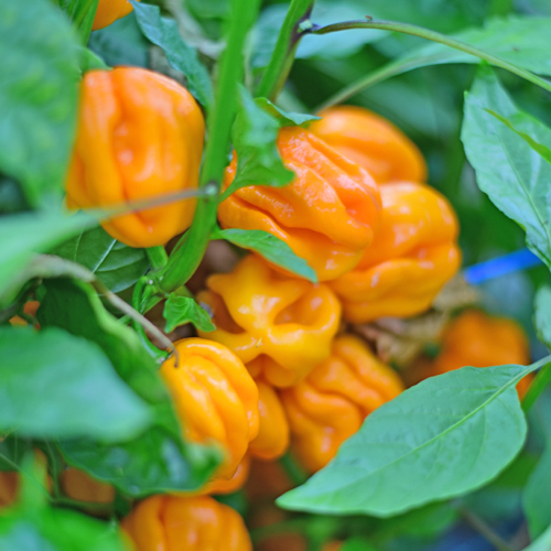 7 Pot Congo SR Giant Chili Samen online bestellen - chili-shop24.de