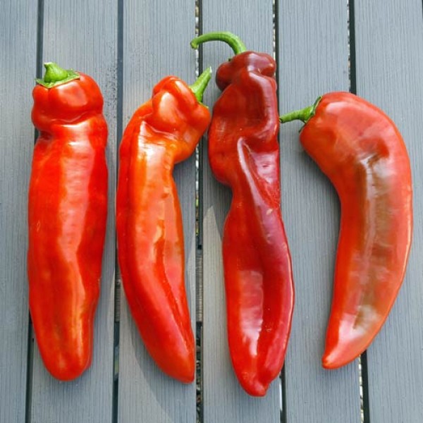 Palermo Chilisamen bestellen - chili-shop24.de