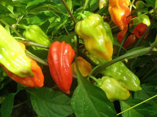 Bih Jolokia - Mini Bhut Chilisamen bestellen - chili-shop24.de
