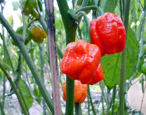 Die schärfsten Chilisorten der Welt - chili-shop24.de