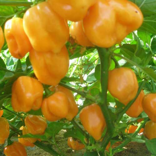 Habanero Congo Orange Chilisamen bestellen - chili-shop24.de