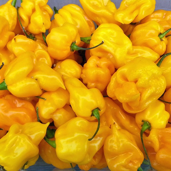 Trinidad Scorpion Yellow Chili Samen online bestellen - chili-shop24.de