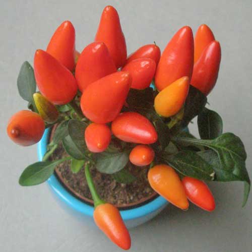 Maya Flame Orange Chilisamen bestellen - chili-shop24.de