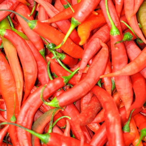 Frische BIO Aji Colorado Chilis - online kaufen bei chili-shop24.de
