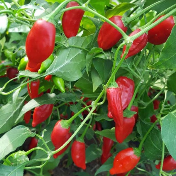 Inca Red Drop Chilisamen bestellen - chili-shop24.de